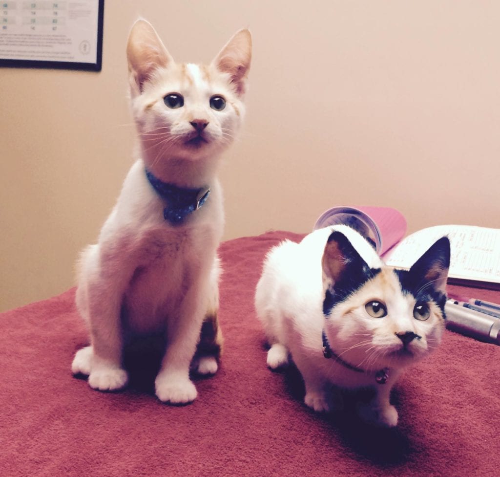 Pet Wellness Plans in Centennial, CO | Festival Animal Clinic