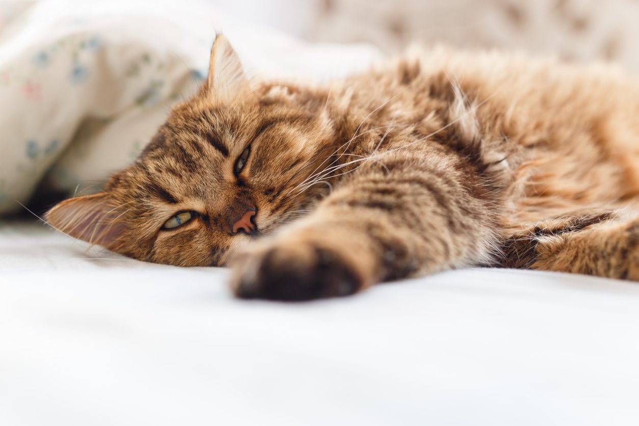 My Cat Stopped Eating What Should I Do Festival Animal Clinic